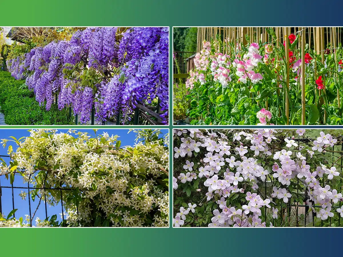 Top Climbing Plants to Add Charm and Height to Your Space